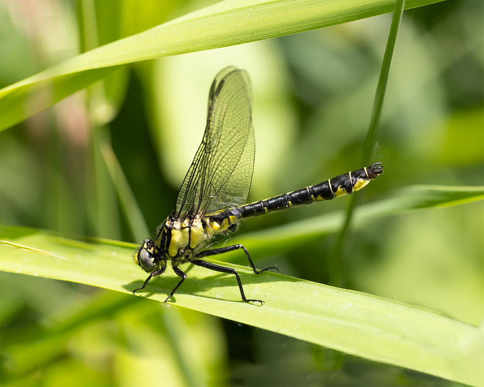 Clubtail | Hillyblips | Blipfoto