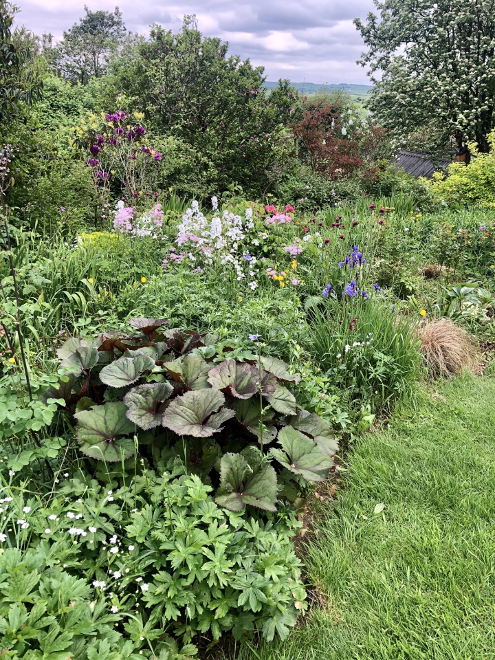 May border | janepetleyjones | Blipfoto