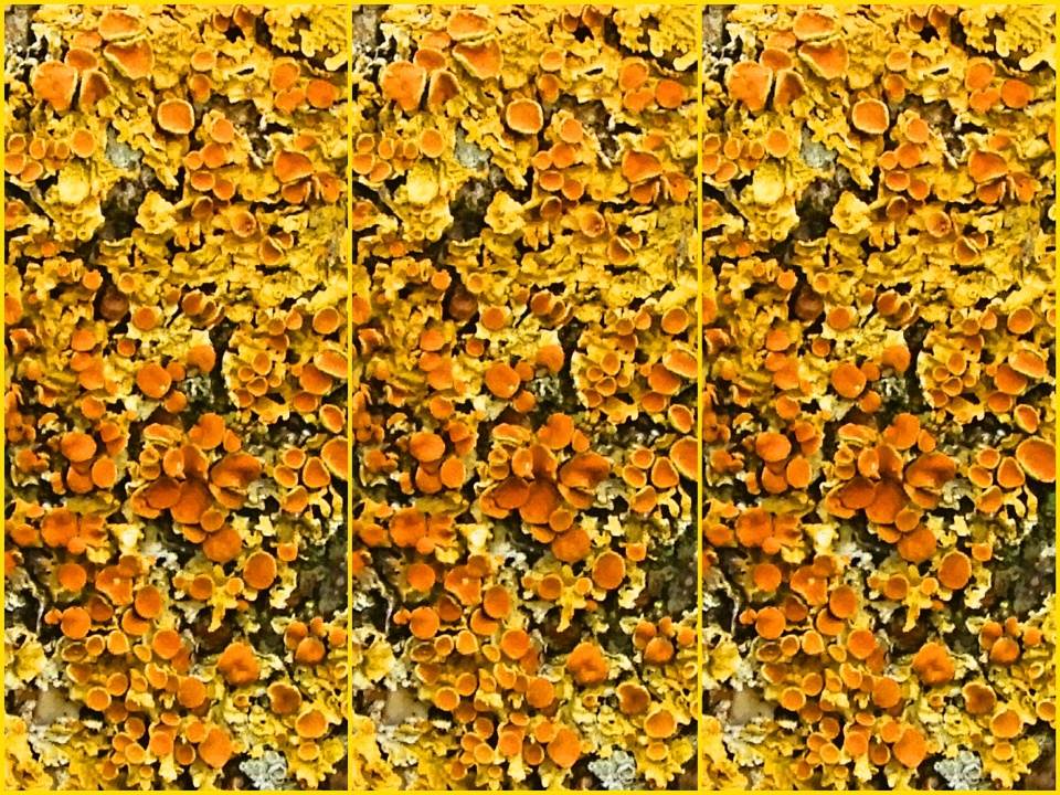 Natural repetition ...... | Tigger101 | Blipfoto