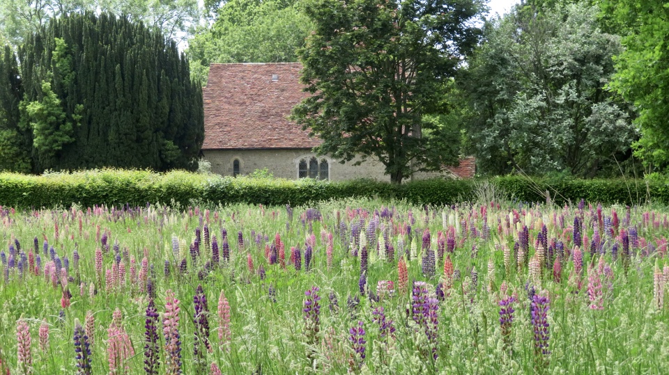 Field of lupins behind St. Peter’s Church, Terwick | R4T | Blipfoto