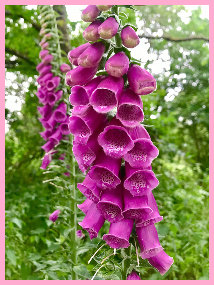 Wild Foxgloves | HeidiAndDolly | Blipfoto