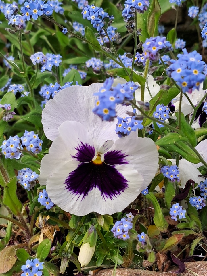 Pansy. | Midlander | Blipfoto