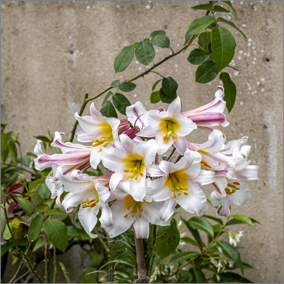 Lillium Regale | Terrifo | Blipfoto