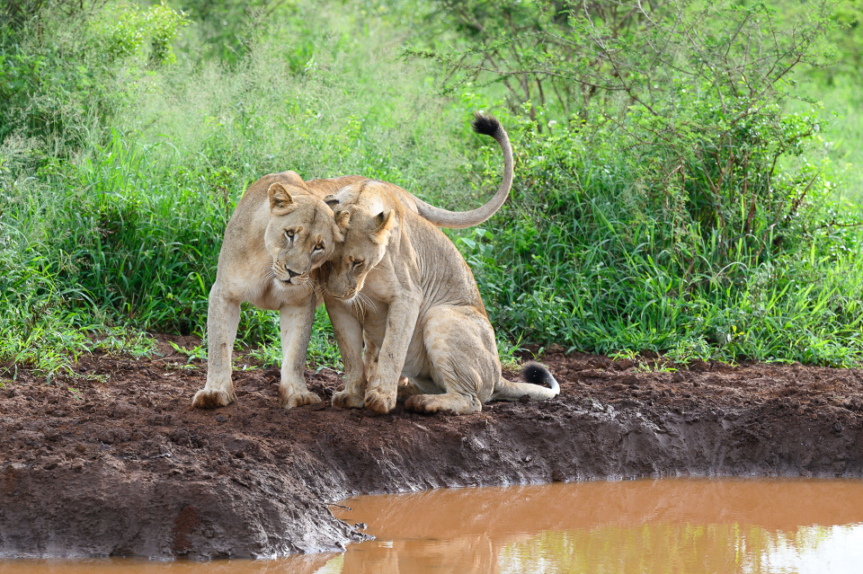 Again with the Lions! | dbifulco | Blipfoto