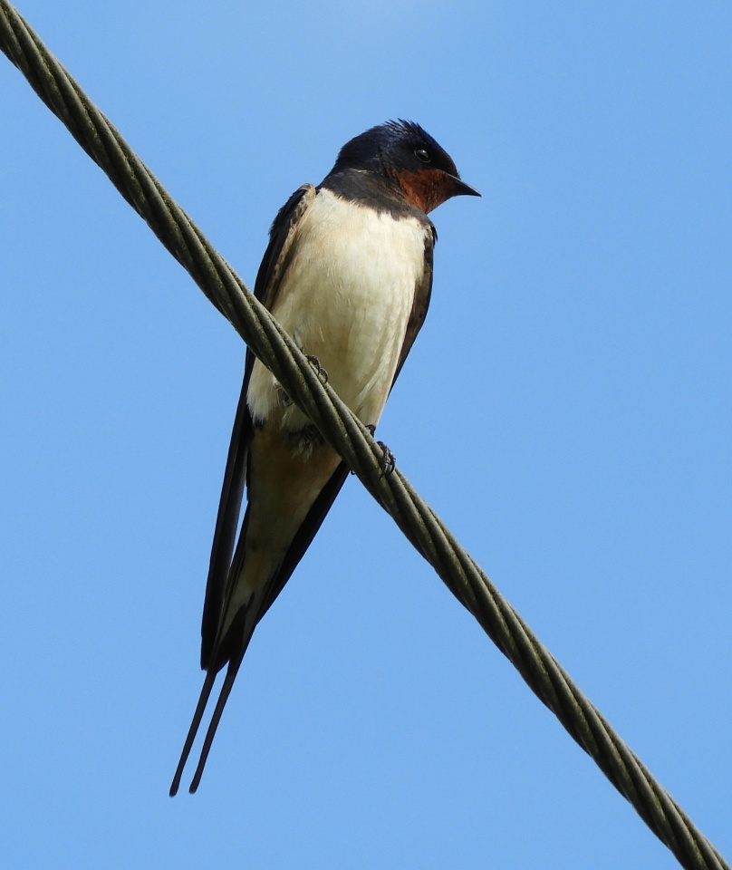 Perched on high! | Tigger101 | Blipfoto