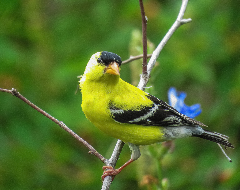 Gold finch | KevinV | Blipfoto