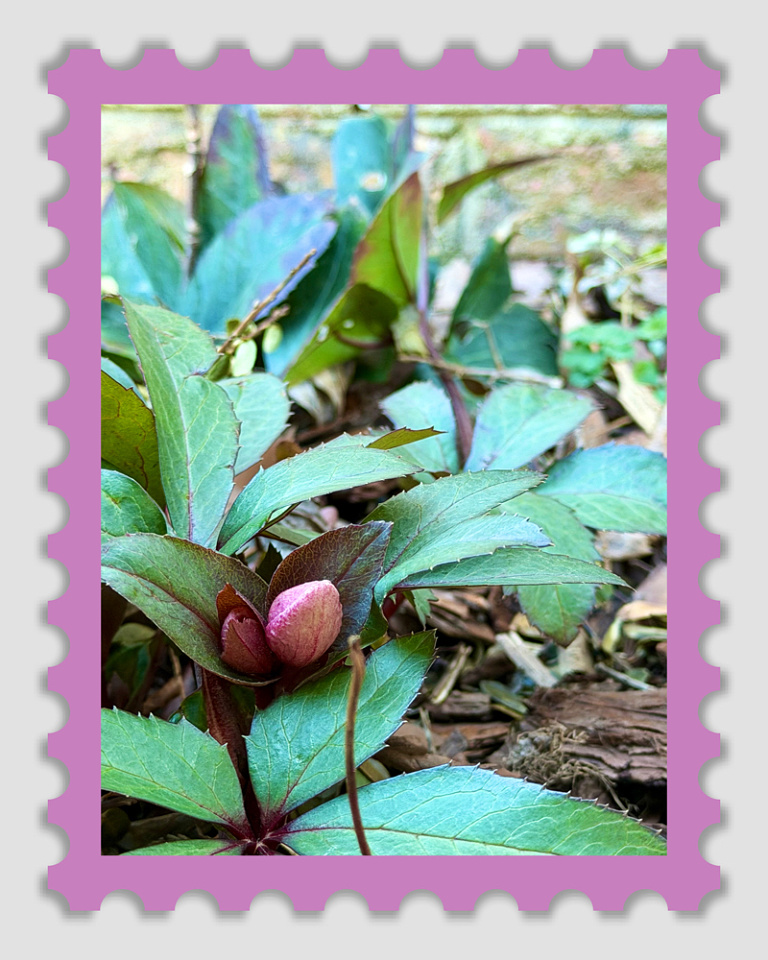 Two Buds are Better Than None | Grammy | Blipfoto