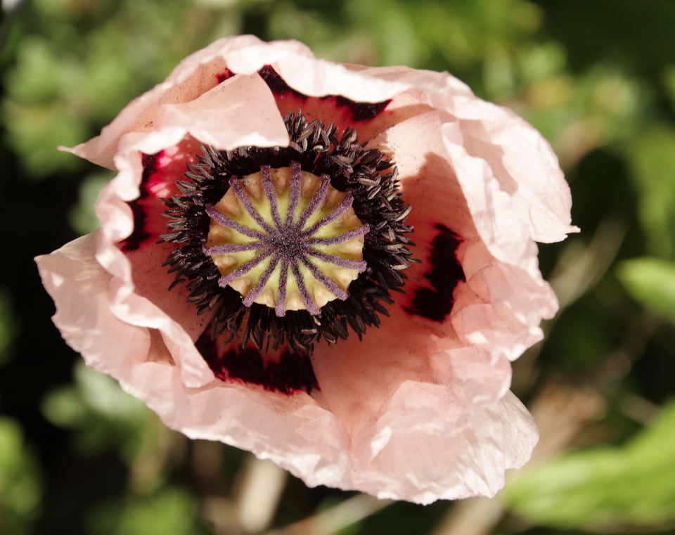 An Oriental Poppy. FF16. Coral Reef variety. | PeterB | Blipfoto