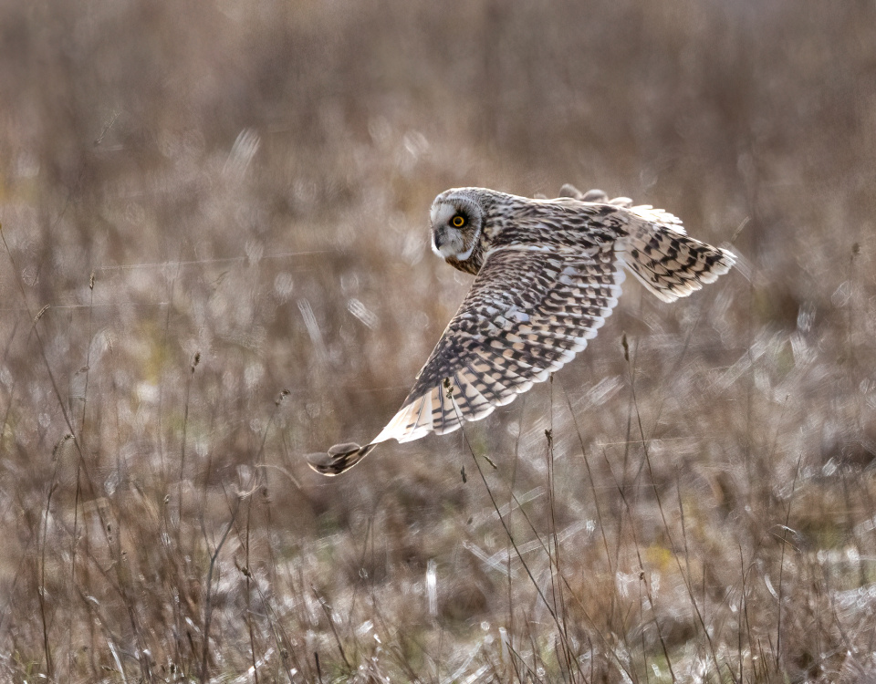 Low | Hillyblips | Blipfoto