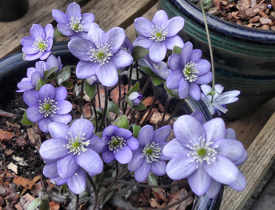 Hepaticas | Knottman2 | Blipfoto