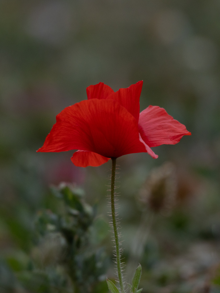 poppy | LesleyAlsford | Blipfoto