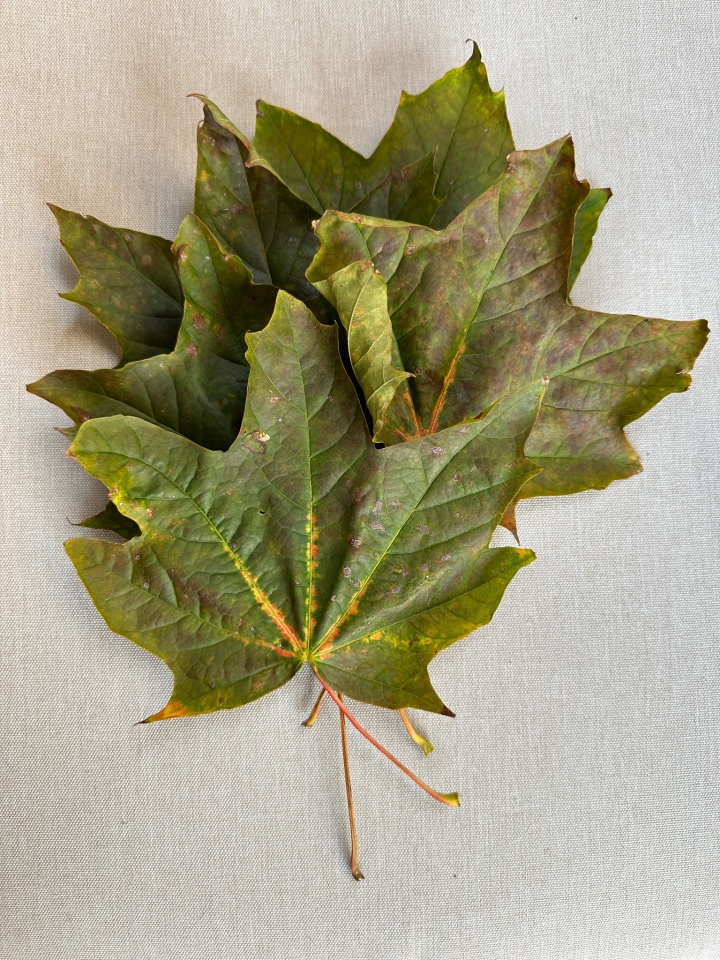 Autumn Leaves | ApolloFly | Blipfoto