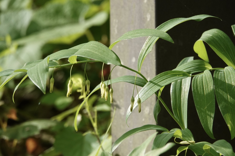 Solomon's Seal | Kimb | Blipfoto