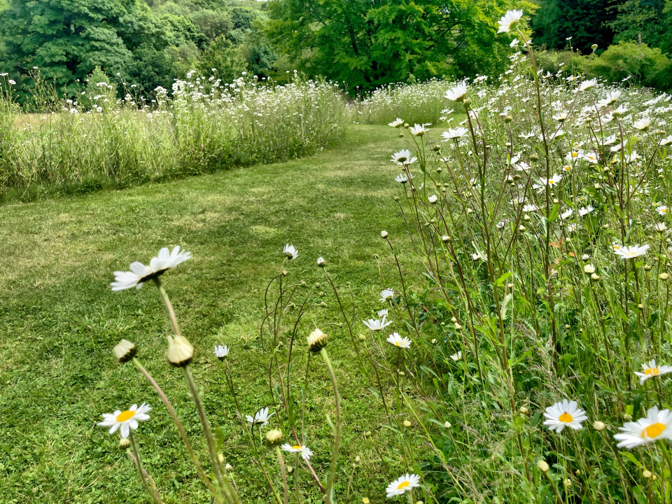 Bloom in June | mambo | Blipfoto