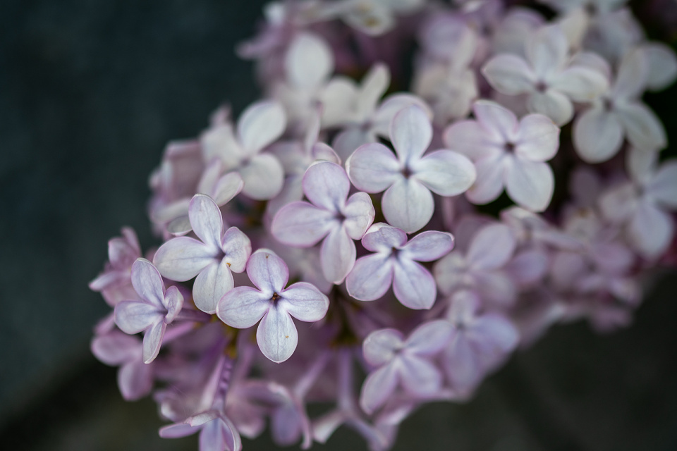 Lilac | AH14 | Blipfoto