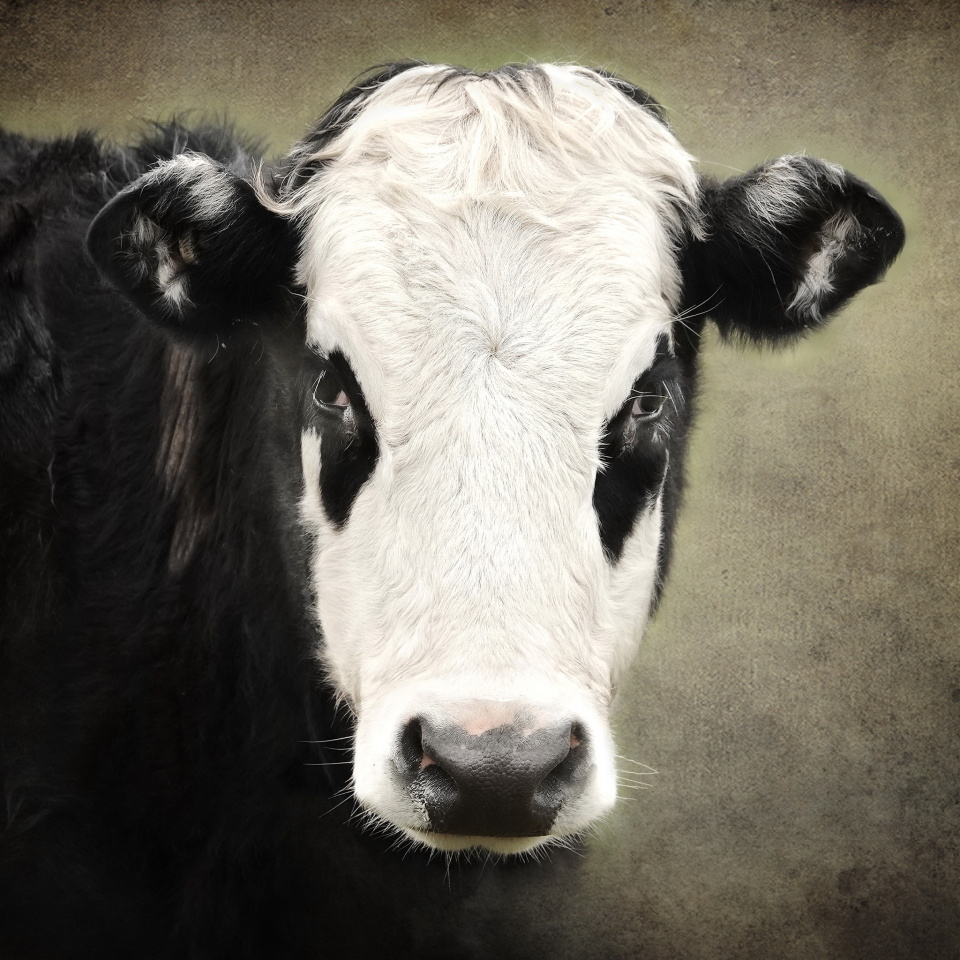 Hello Moo | rainie | Blipfoto