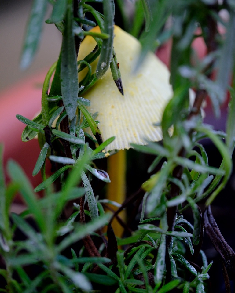 Mushrooms! | Energia | Blipfoto