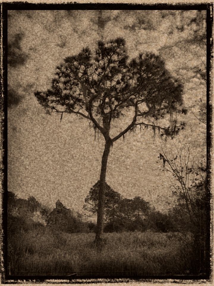 Morning Walk | bugsman | Blipfoto