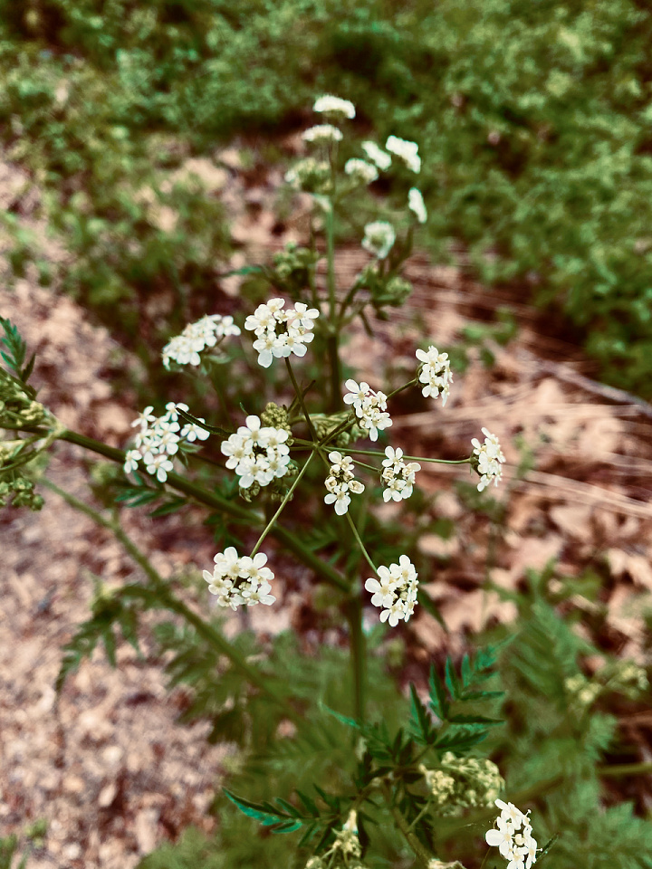 Poison Hemlock? | Doingok | Blipfoto