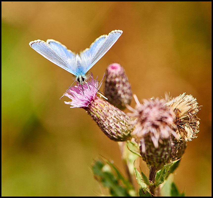 Common bluw gutterfly | Chris100 | Blipfoto
