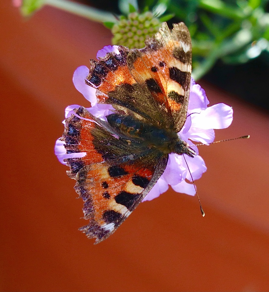 Bedraggled butterfly | Viking | Blipfoto