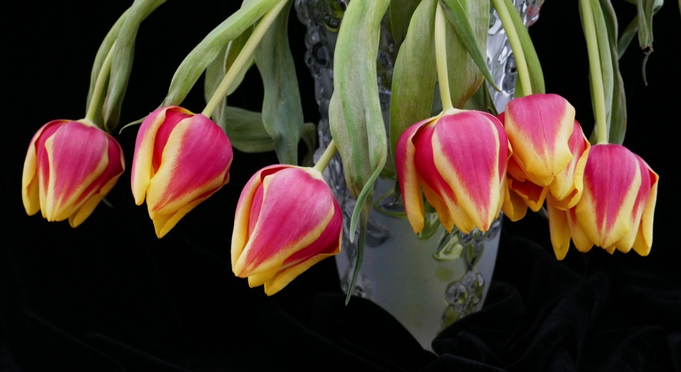 DROOPY TULIPS | Honeycombebeach | Blipfoto