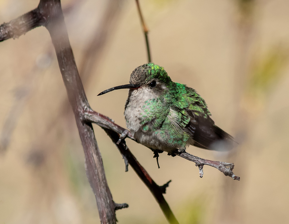 All puffed up | laurie54 | Blipfoto