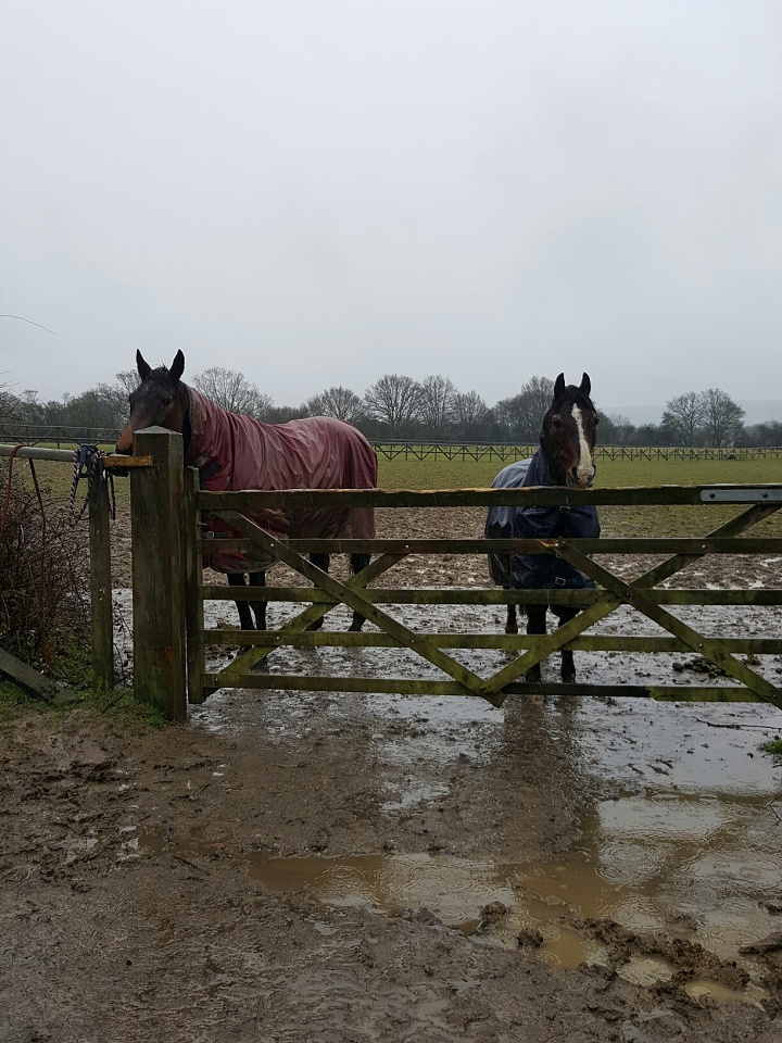 Thoroughly wet horses | smo | Blipfoto