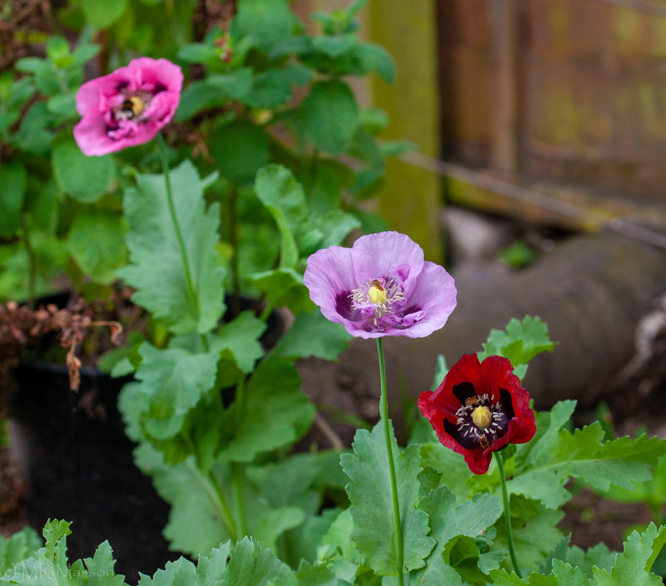 Shades of poppy | DarkEyedMary | Blipfoto