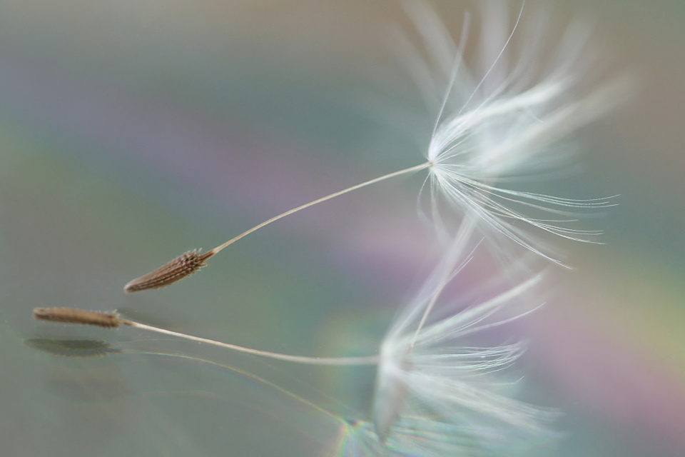 Dandy | rainie | Blipfoto