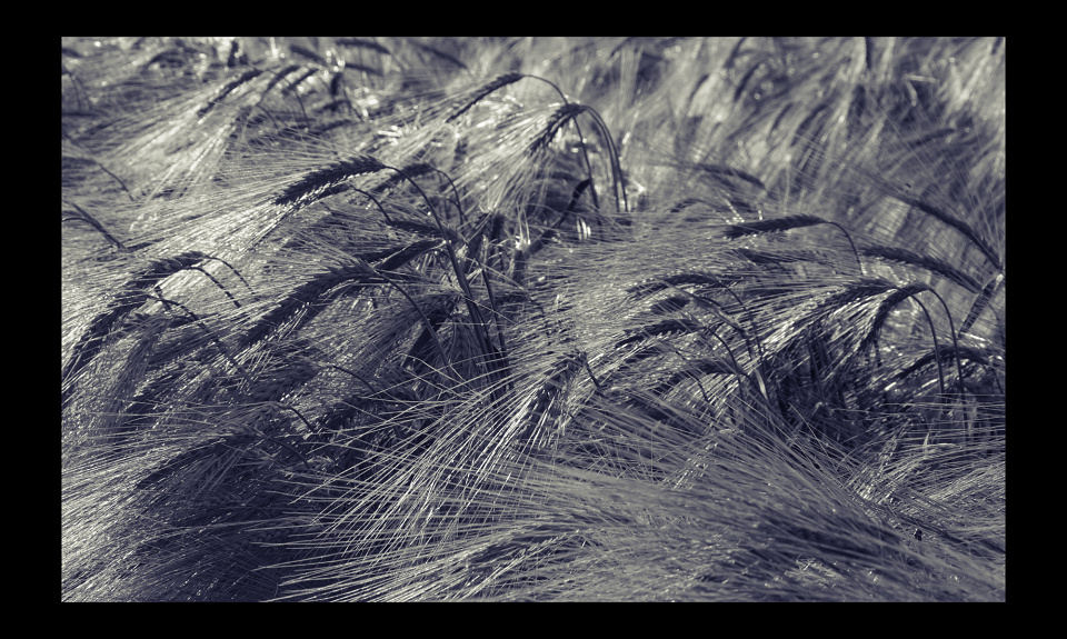 Barley Abstract | nigel_legin | Blipfoto
