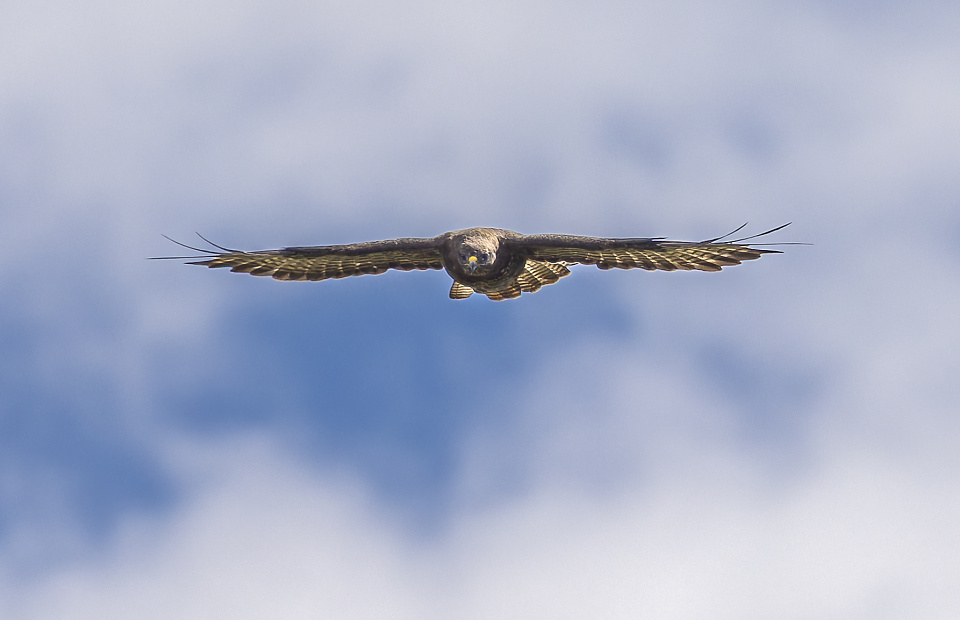 A gliding buzzard above the garden | CleanSteve | Blipfoto