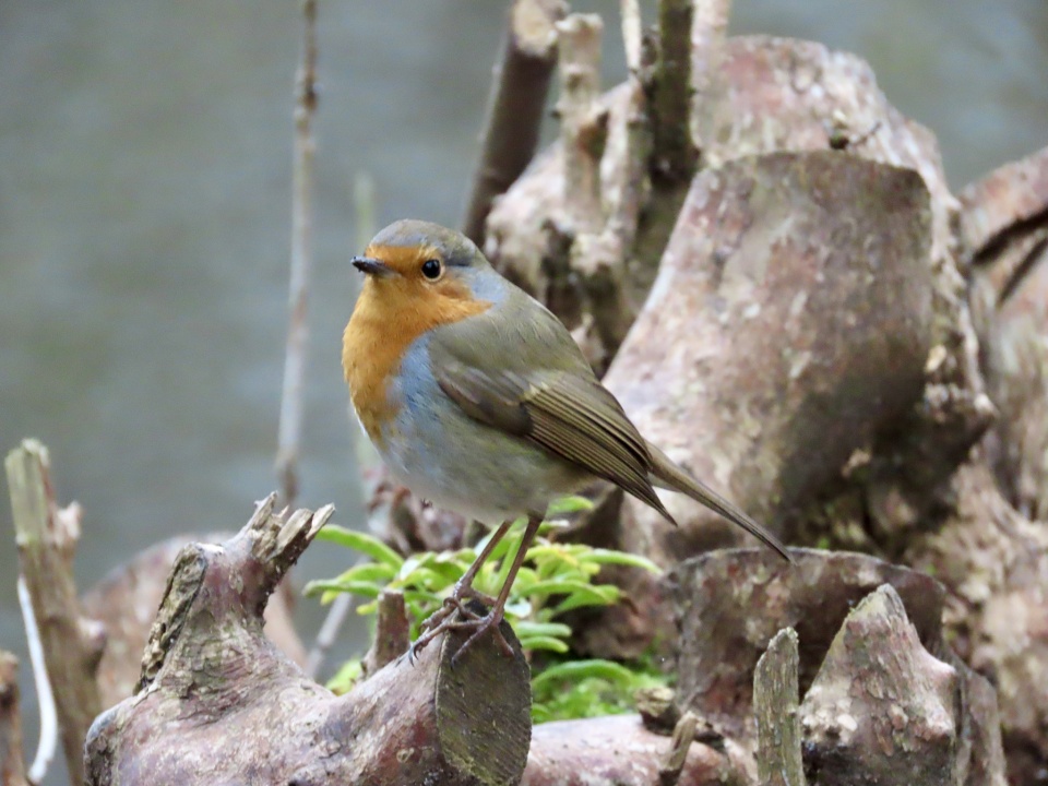 Yes - another robin | orchid99 | Blipfoto