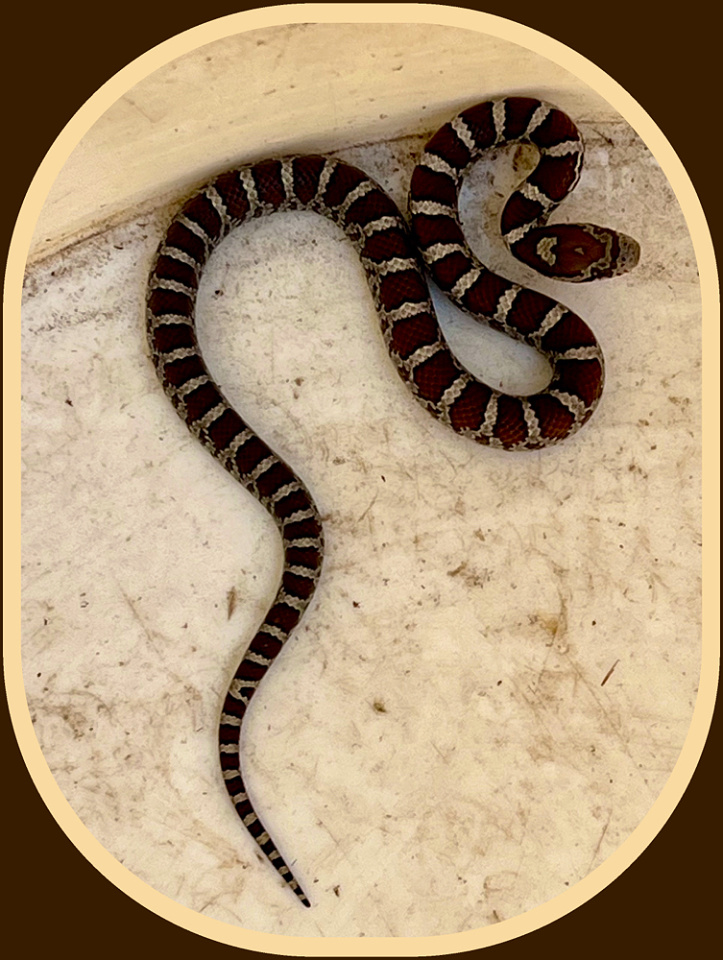 Eastern Milk Snake | Grammy | Blipfoto