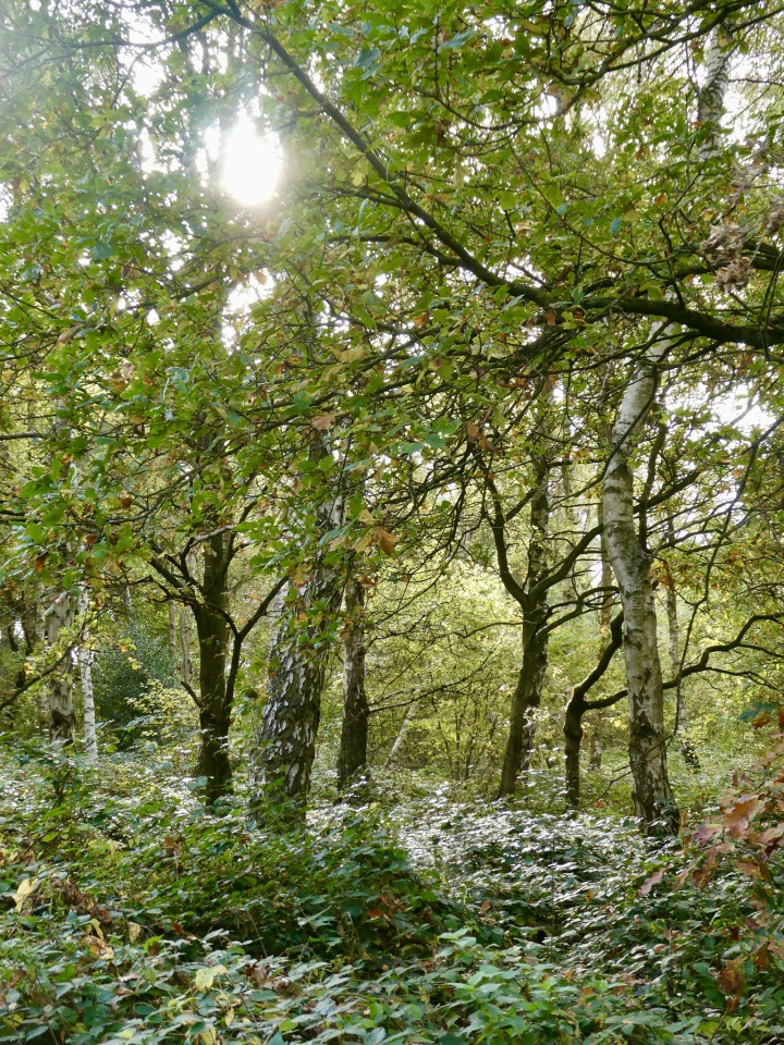 Stretch those legs | orchid99 | Blipfoto