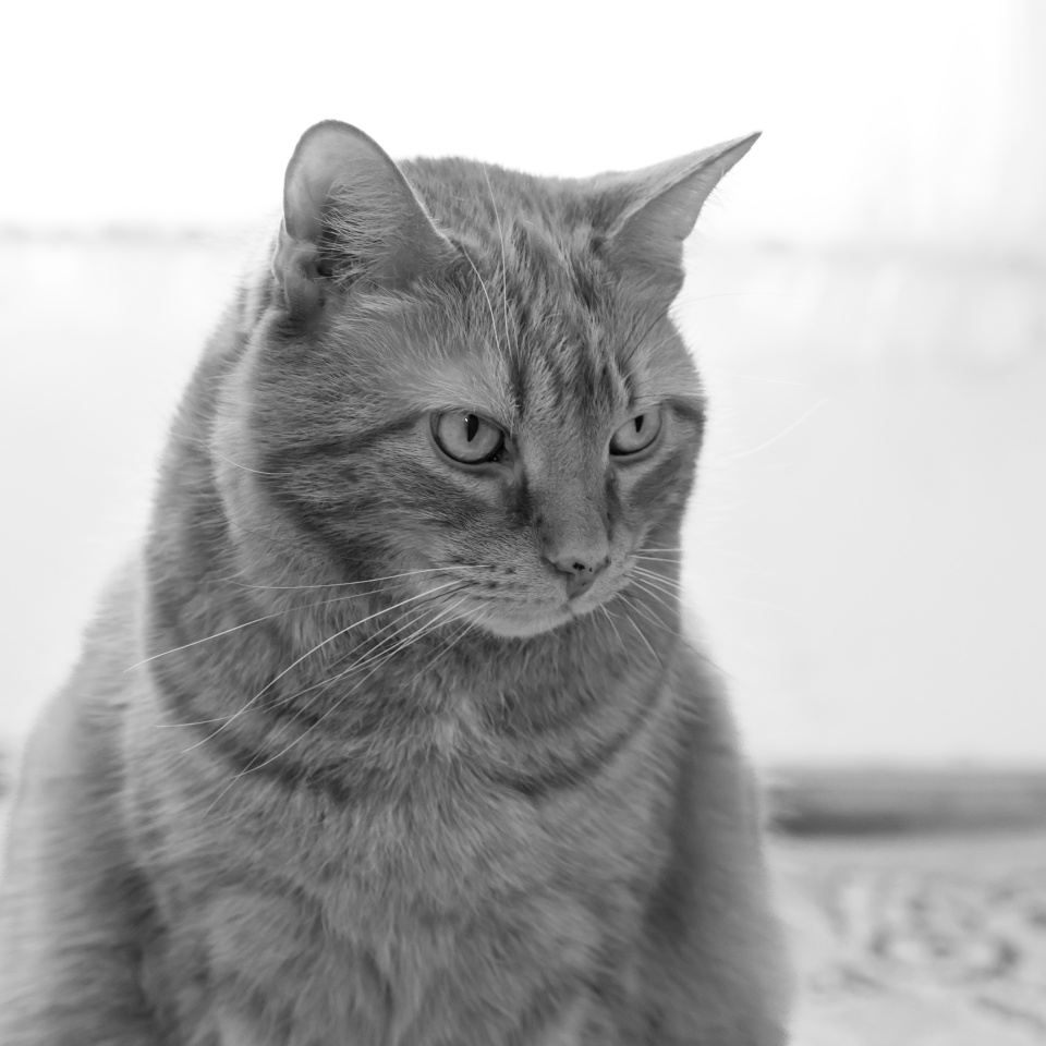 Just Charlie | dbifulco | Blipfoto