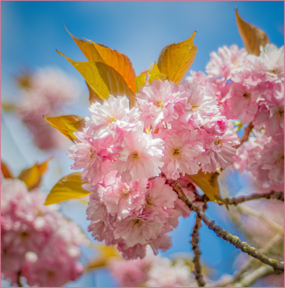 Flower Friday: Cherry Blossom | davidc | Blipfoto