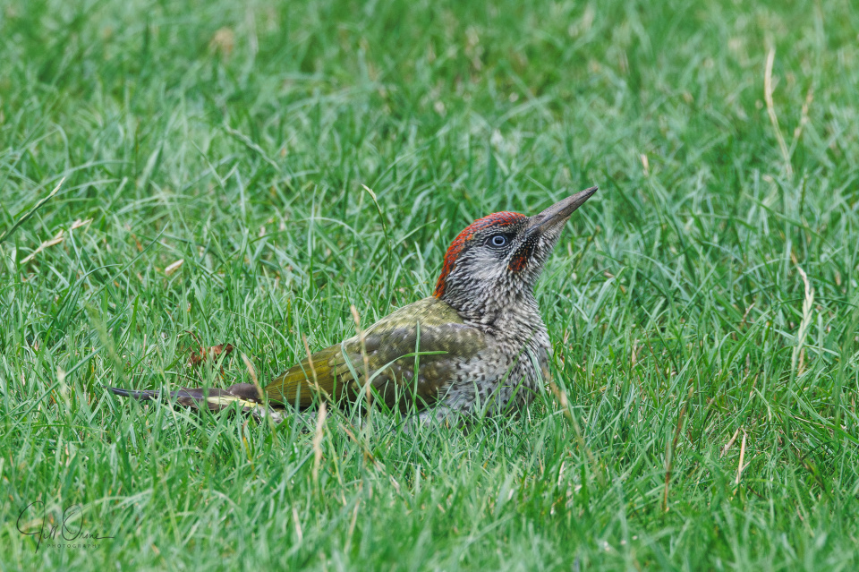 Juve | JDO | Blipfoto