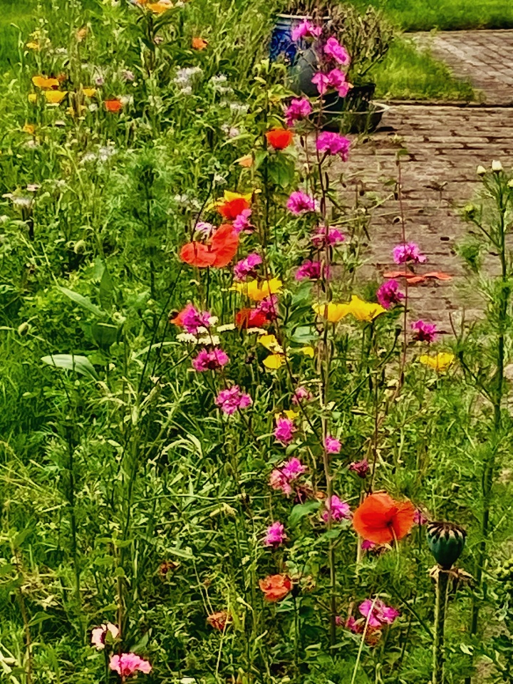 Wildflower patch | Ingeborg | Blipfoto