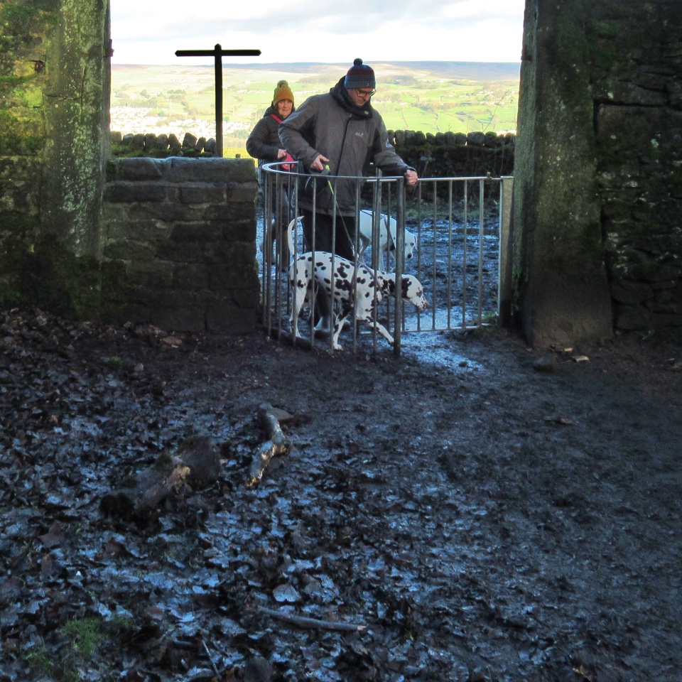 Spotty Dogs | corinthian | Blipfoto