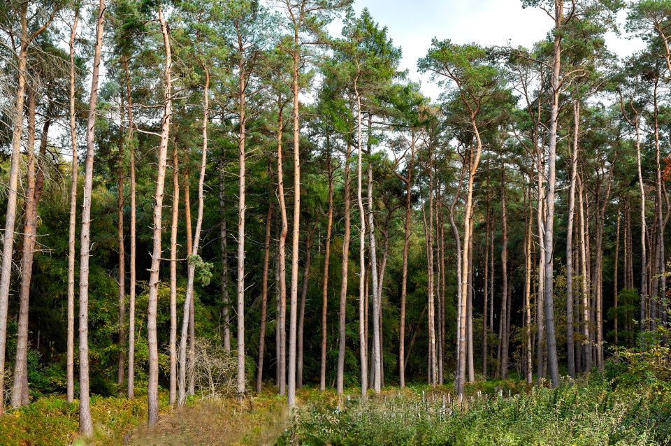 Trees, Rushmere Country Park | MikeK1948 | Blipfoto