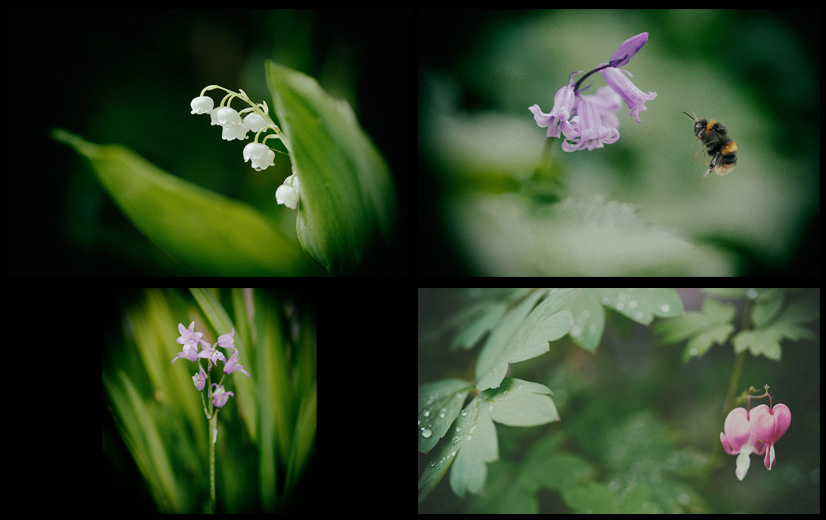 Flower power | Pixelstate | Blipfoto