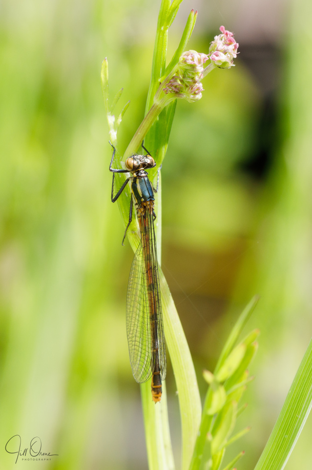 Summery | JDO | Blipfoto