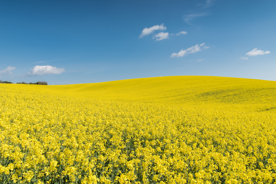Fields of Yellow | NickyR | Blipfoto