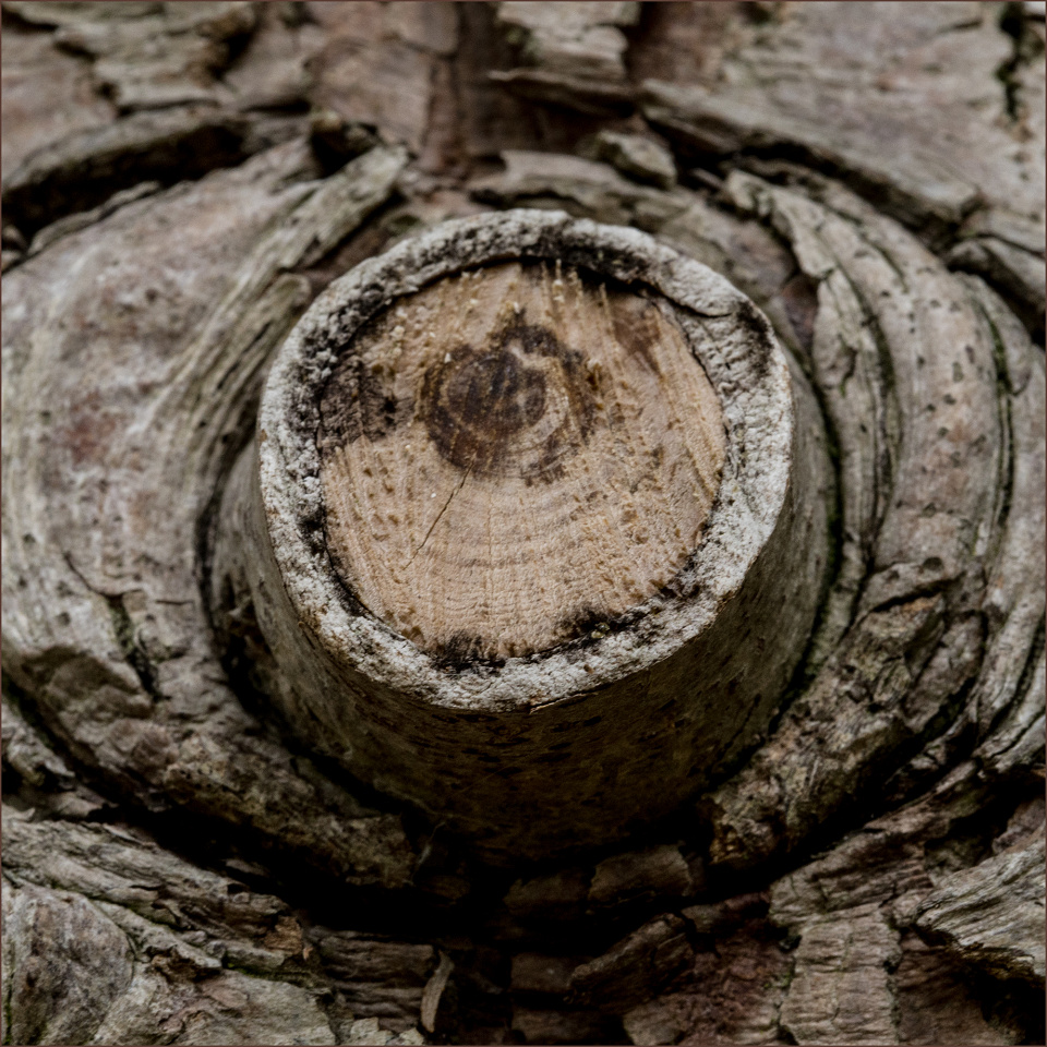 Eye eye . . . | JohnW | Blipfoto