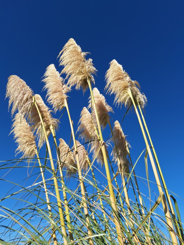Cutty Grass. | tokoroa | Blipfoto