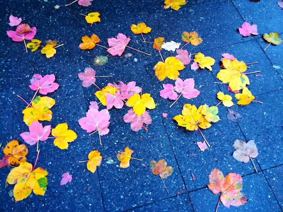 The Falling Leaves StandingTree Blipfoto