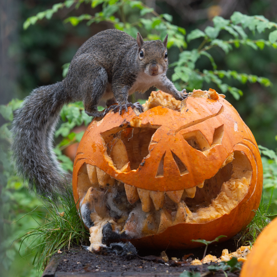 Squirrels have strong stomachs | maxellis | Blipfoto