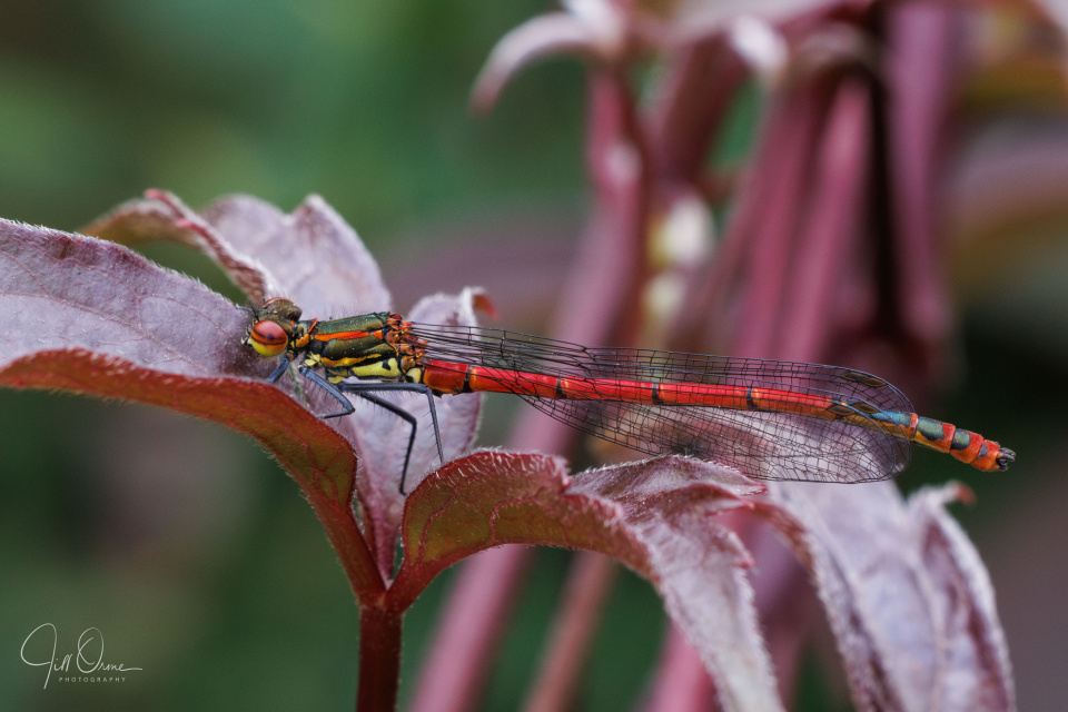 Red | JDO | Blipfoto