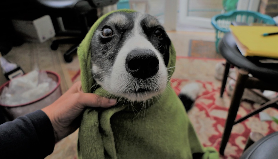 boggle eyed maniac | spishy | Blipfoto